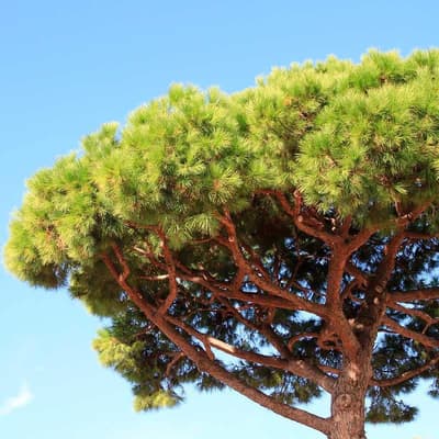 Pino - Le Varietà di Pini in Italia